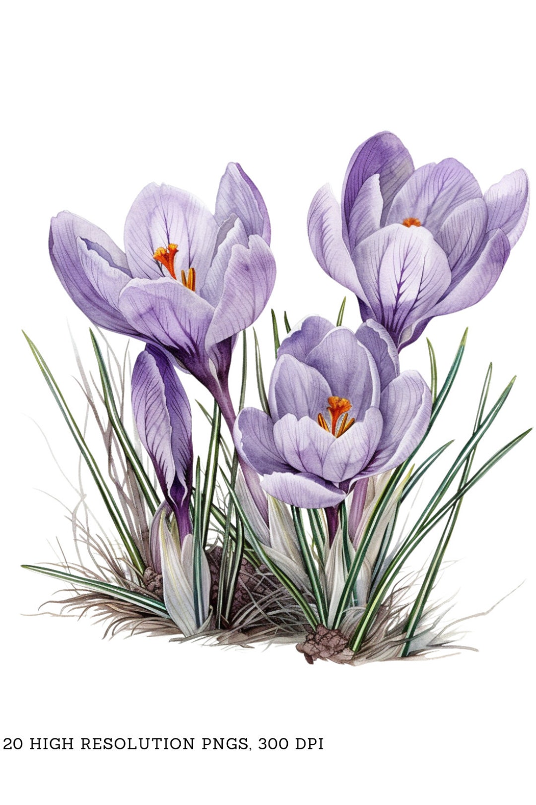 Watercolor Crocus Clipart Pack - 20 Pngs With Transparent Backgrounds ...