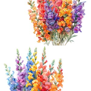 Watercolor Multicolor Snapdragon Clipart Pack - 20 Pngs, Commercial Use ...