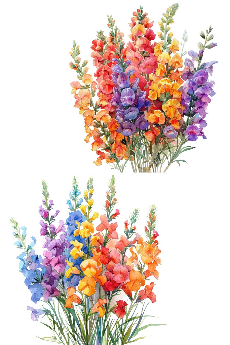 Watercolor Multicolor Snapdragon Clipart Pack - 20 Pngs, Commercial Use ...