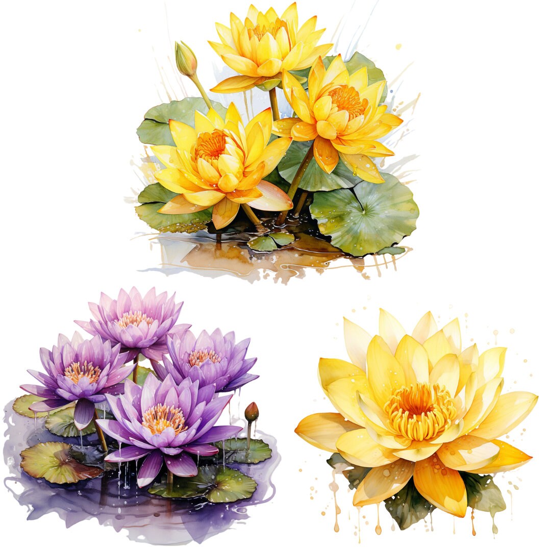 Graceful Water Lily Blossoms: Stunning Watercolor Flower Clipart Set ...