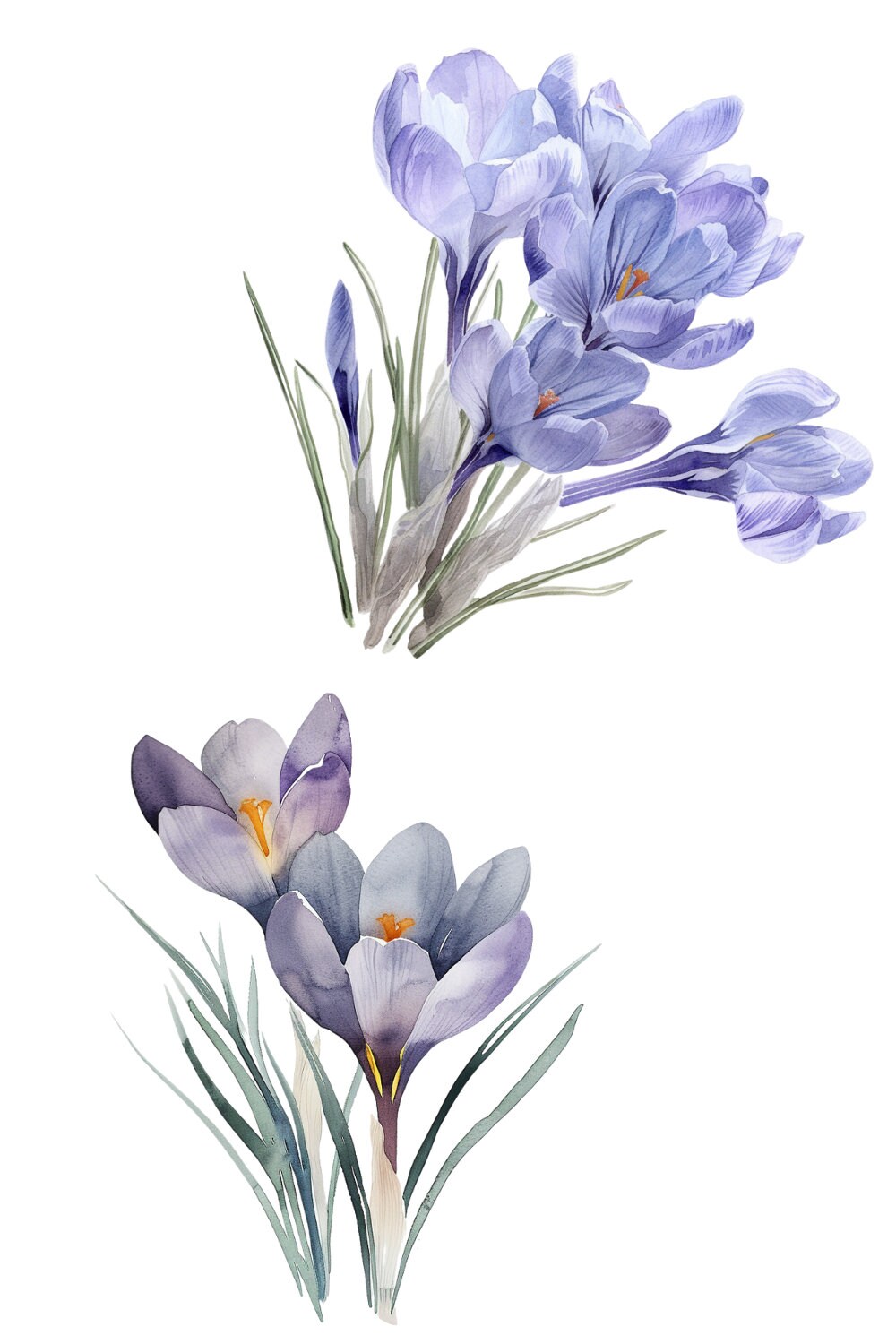 Watercolor Crocus Clipart Pack 20 Pngs With Transparent Backgrounds ...