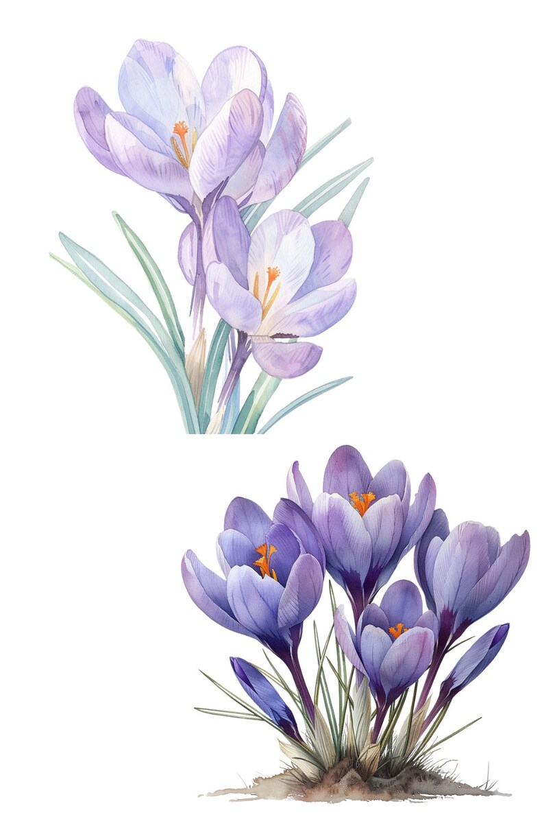 Watercolor Crocus Clipart Pack - 20 Pngs With Transparent Backgrounds ...