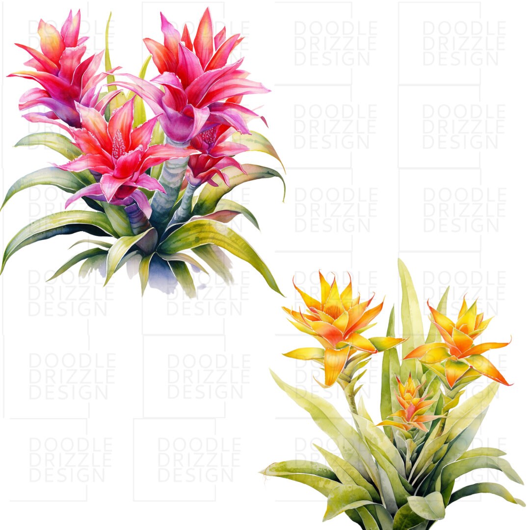 Watercolor Floral Bromeliads Clipart, Tropical Bromeliad Flowers, PNG ...