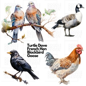 Watercolor Christmas Birds Clipart Bundle - Robin, Partridge, Dove - 56 ...