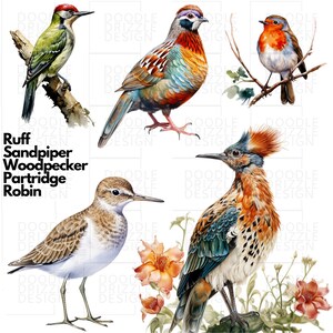 Watercolor Christmas Birds Clipart Bundle - Robin, Partridge, Dove - 56 ...