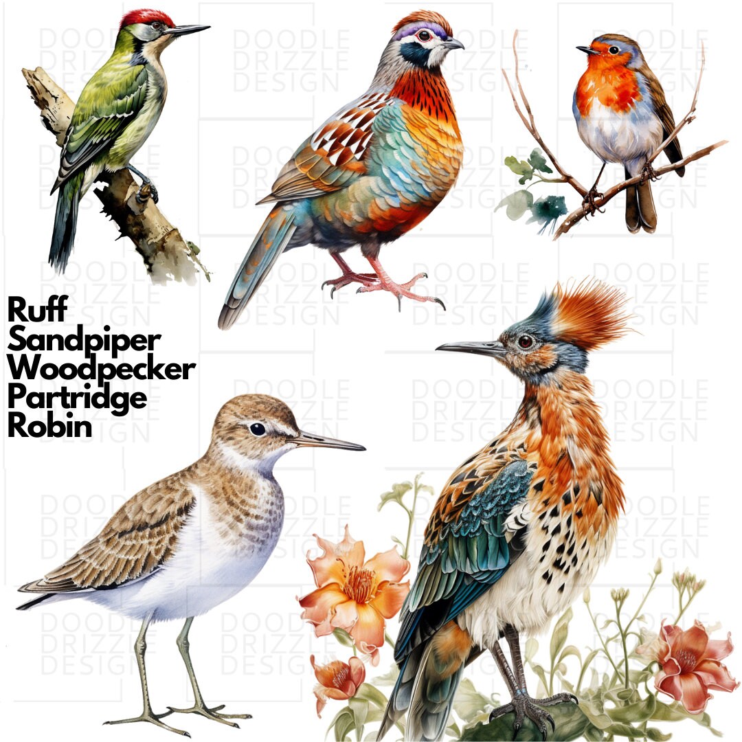 Watercolor Christmas Birds Clipart Bundle - Robin, Partridge, Dove - 56 ...