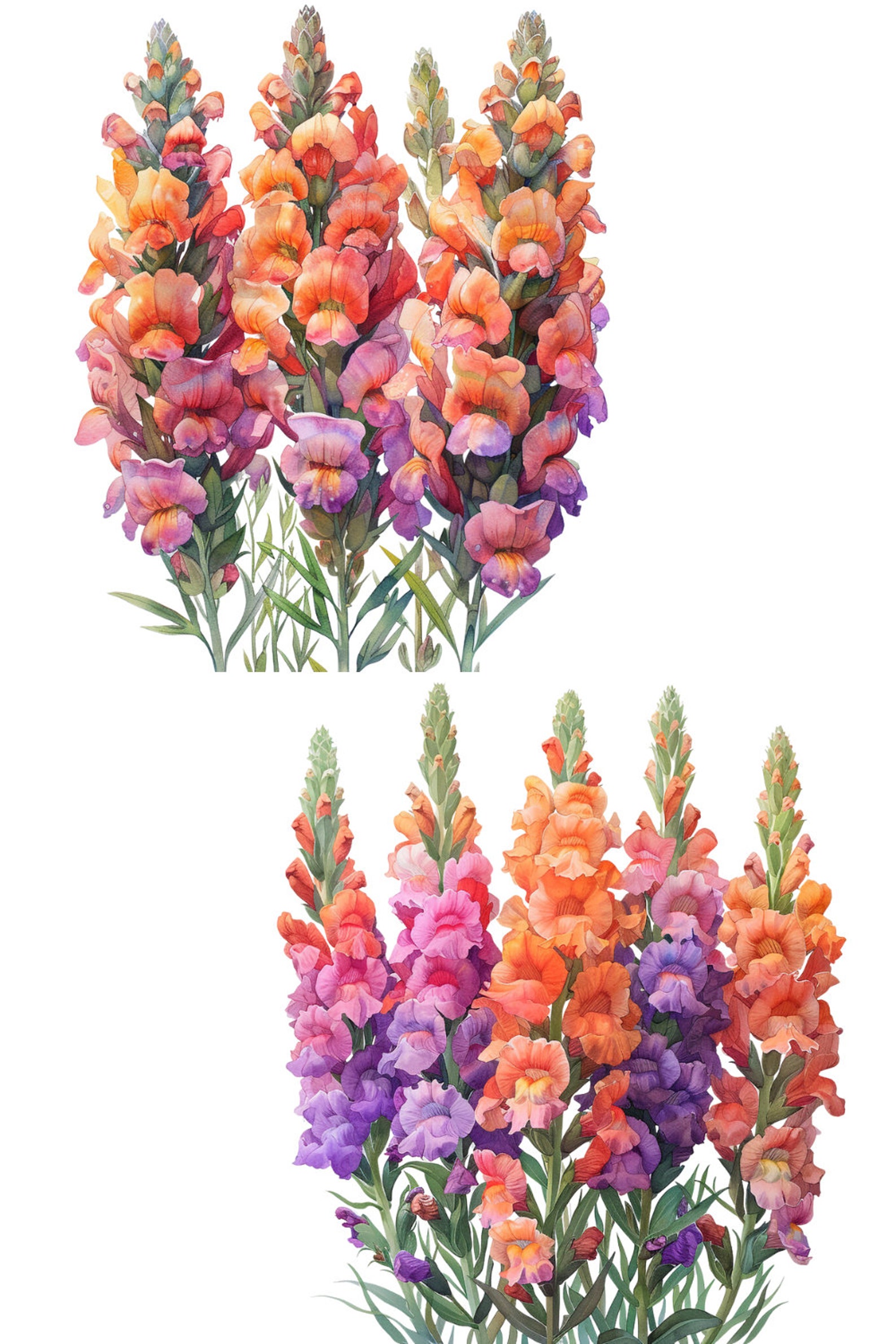 Watercolor Multicolor Snapdragon Clipart Pack - 20 Pngs, Commercial Use ...