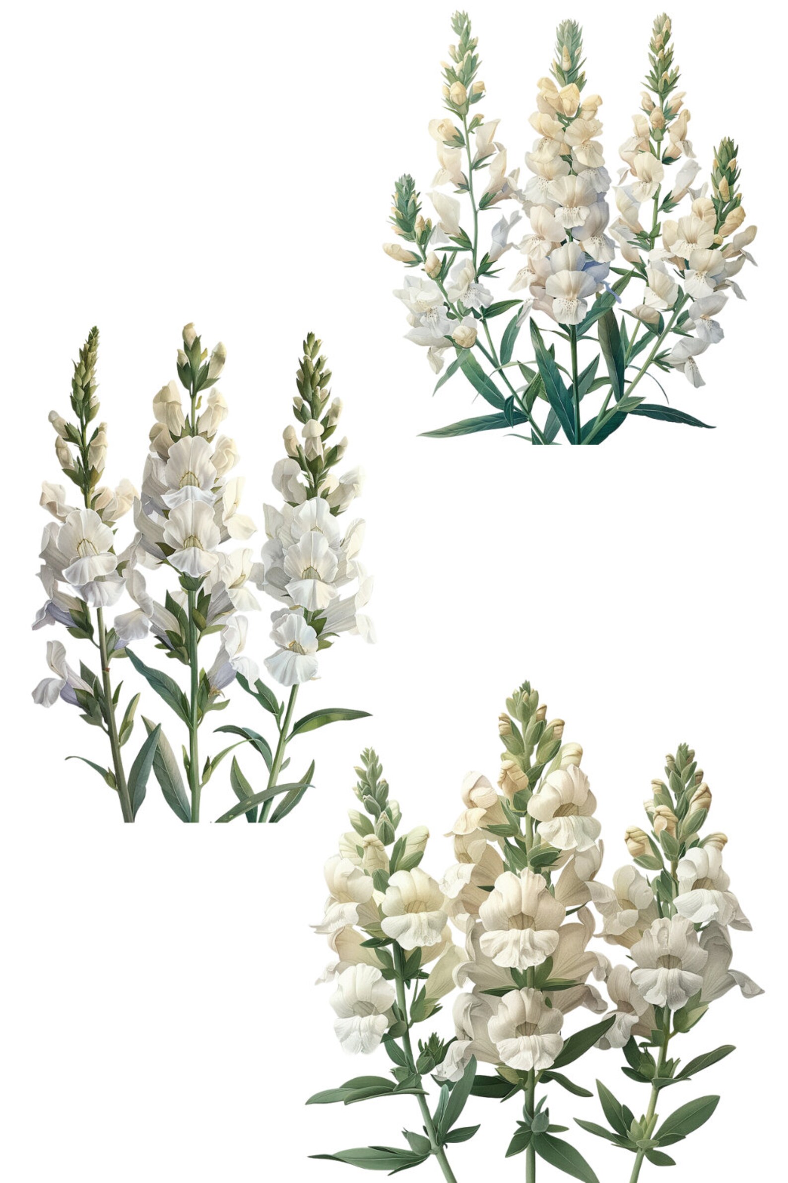 Watercolor White Snapdragon Clipart Pack - 20 Pngs, Commercial Use ...