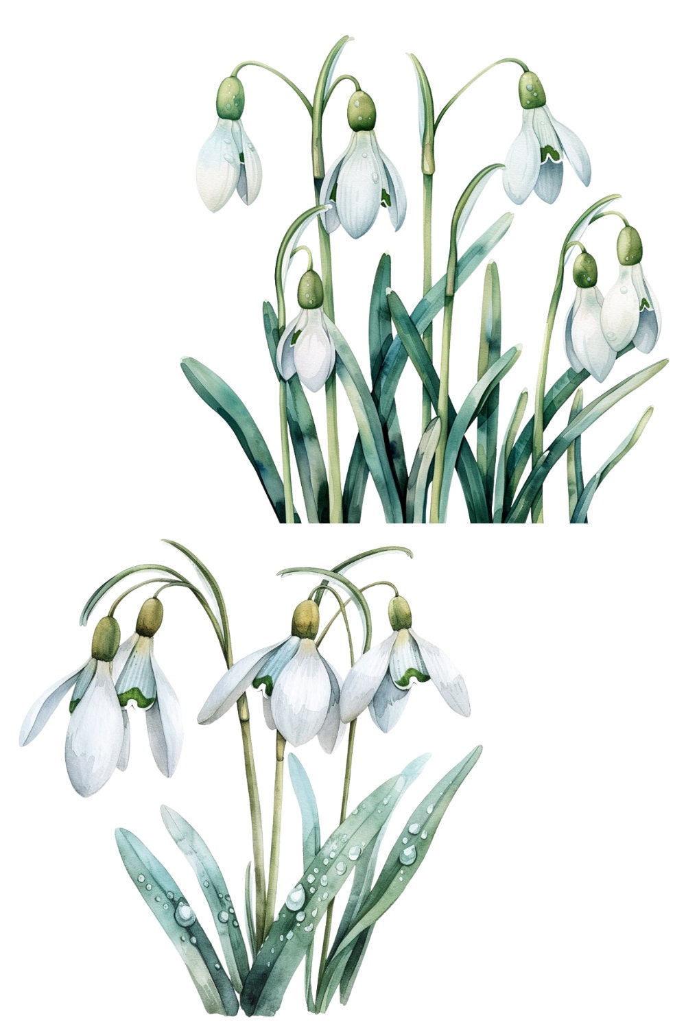 Watercolor Snowdrops Clipart Pack - 20 Pngs With Transparent ...