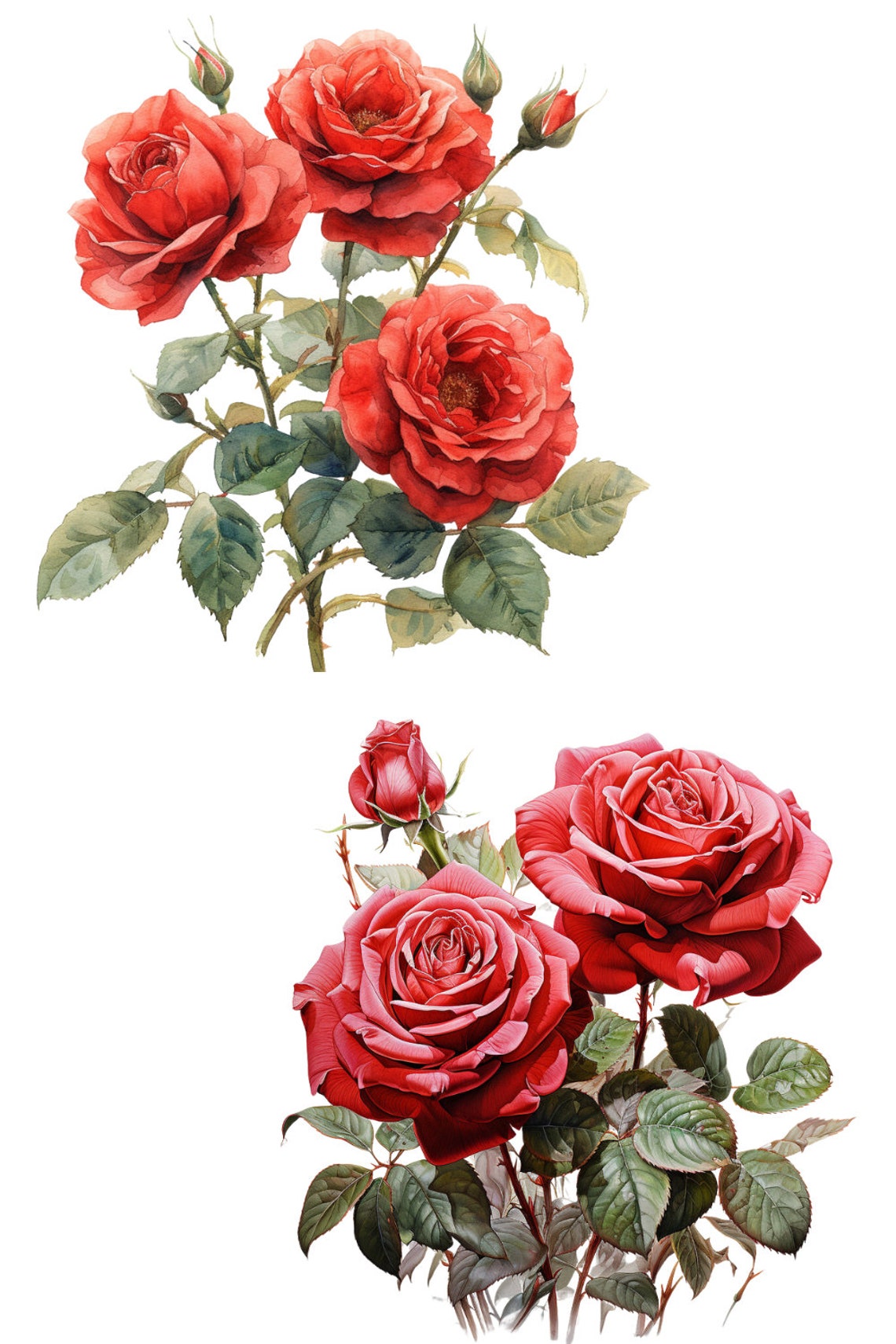 Watercolor Red Roses Clipart Pack 20 Pngs With Transparent Backgrounds ...