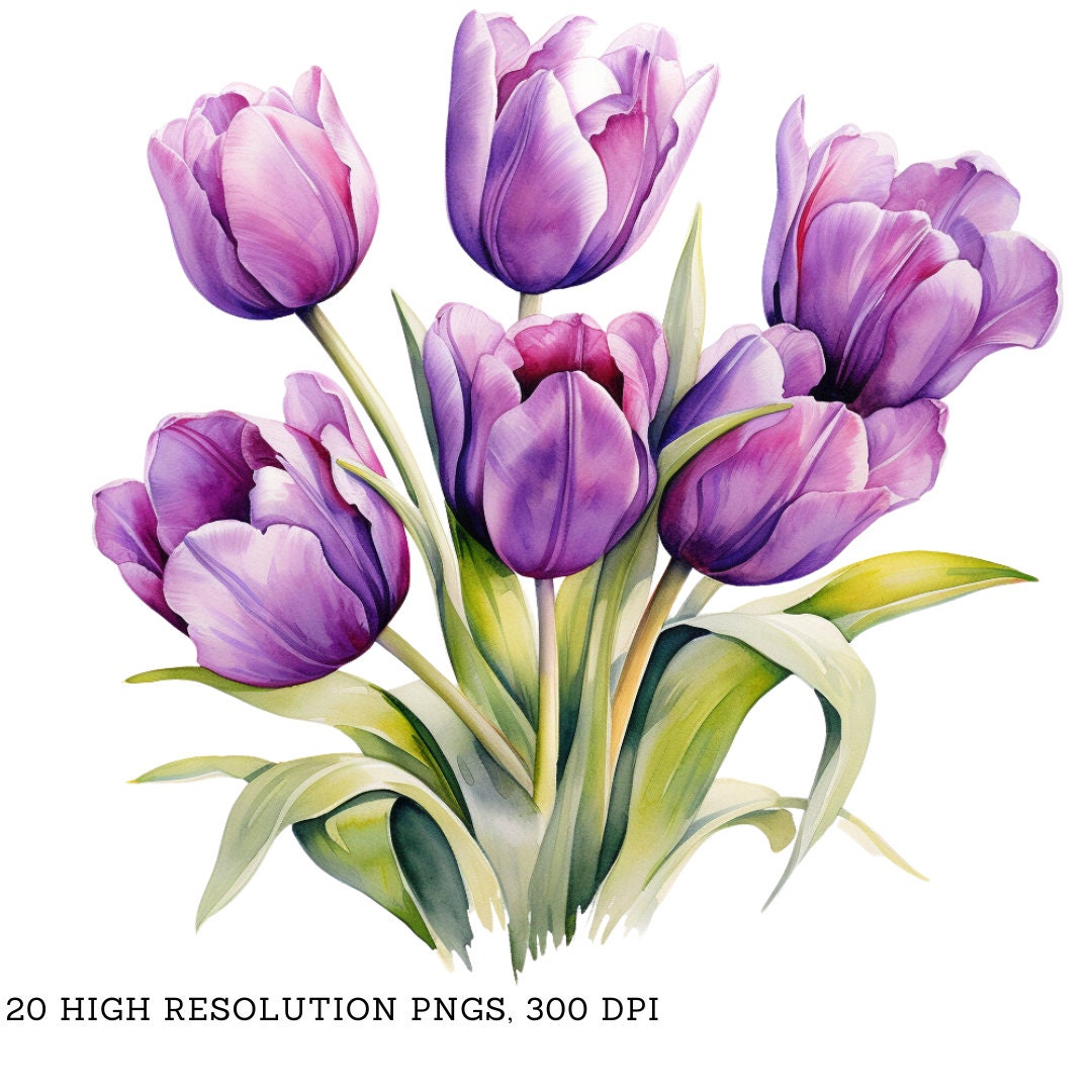 Watercolor Purple Tulips Clipart Pack - 20 Pngs - Beautiful Summer ...