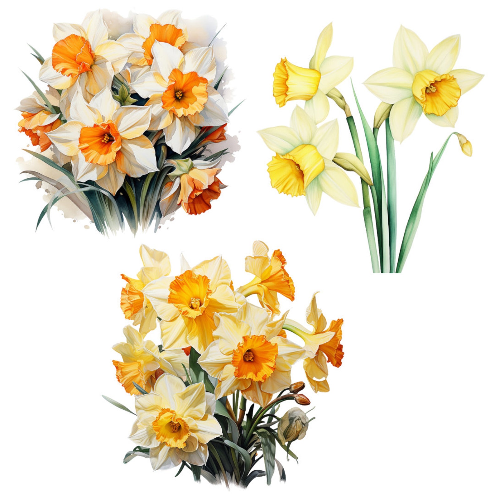 Vibrant Watercolor Daffodils Clipart Bundle - 21 Pngs - Perfect for ...