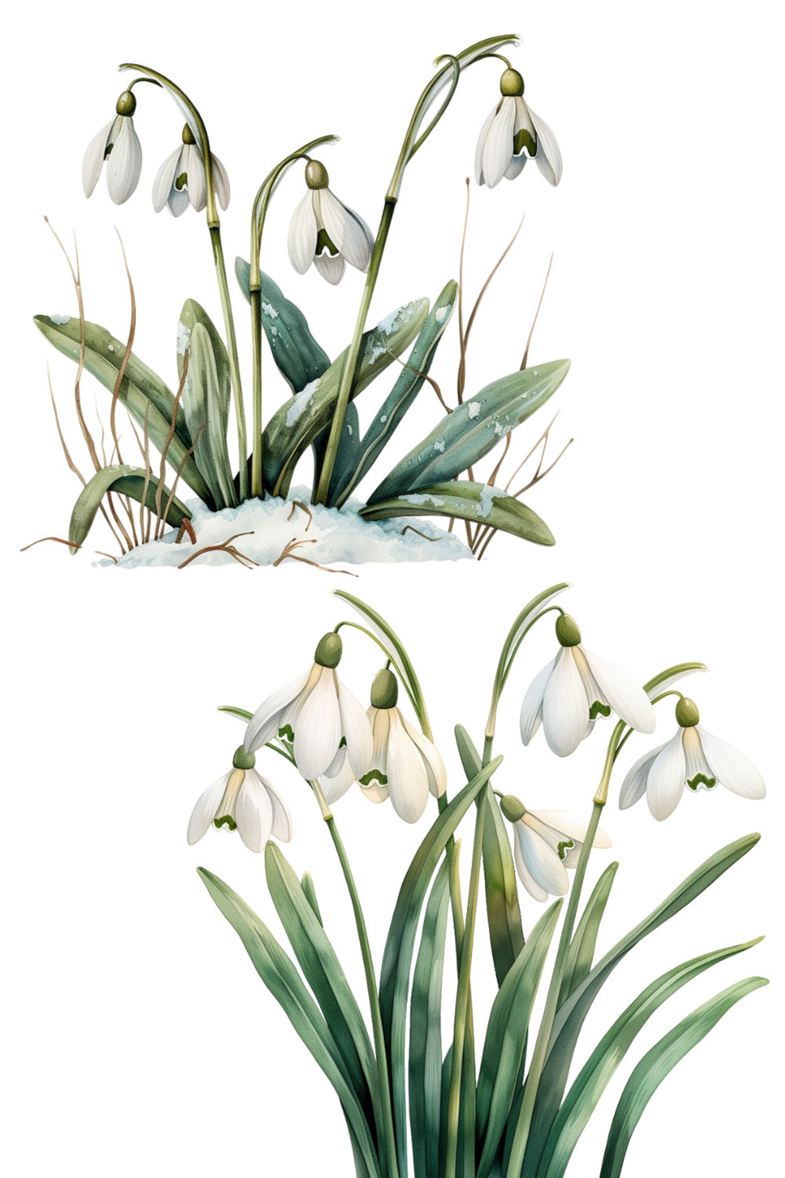 Watercolor Snowdrops Clipart Pack - 20 Pngs With Transparent ...