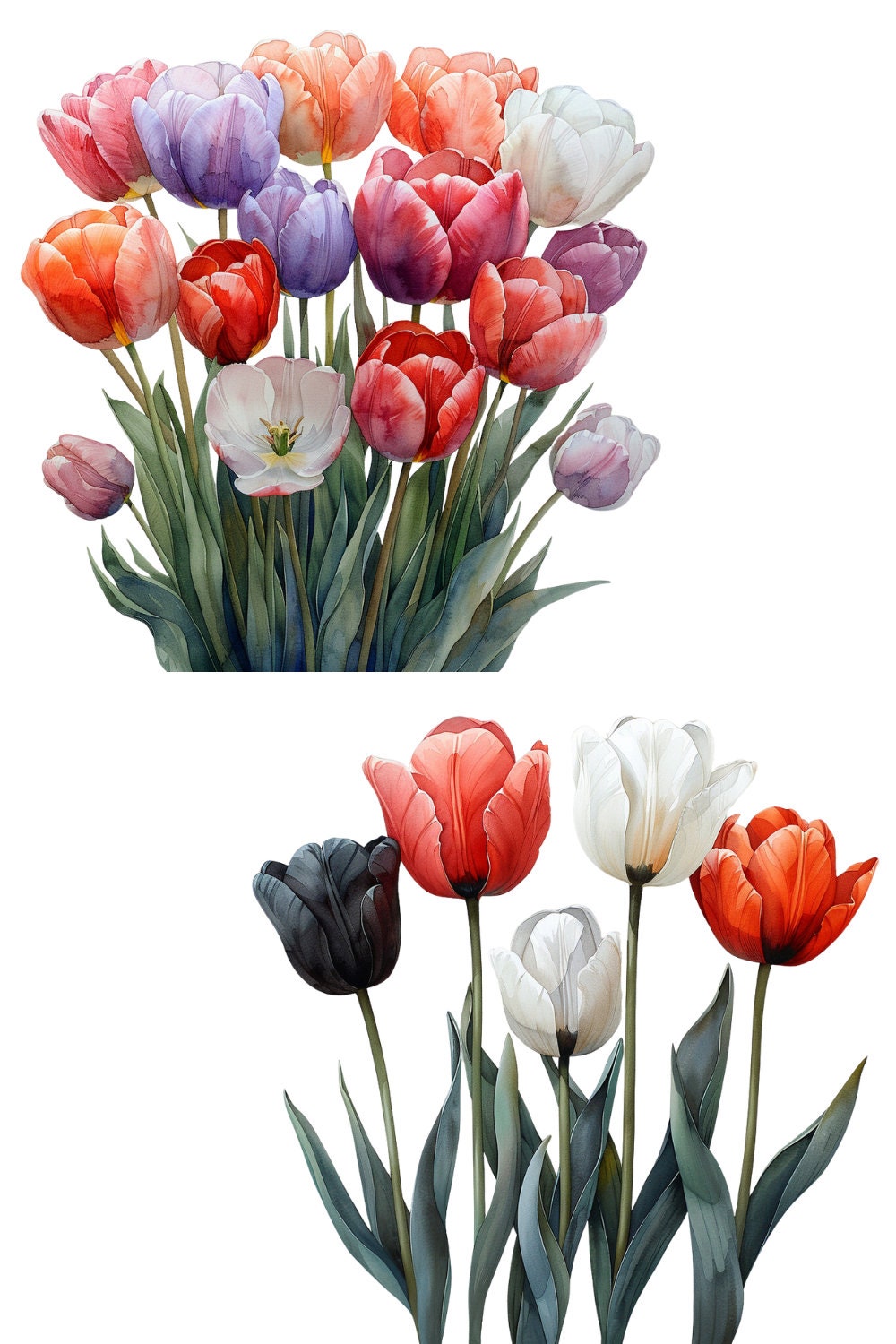 Watercolor Multicolor Tulips Clipart Pack - 20 Pngs - Beautiful Summer ...