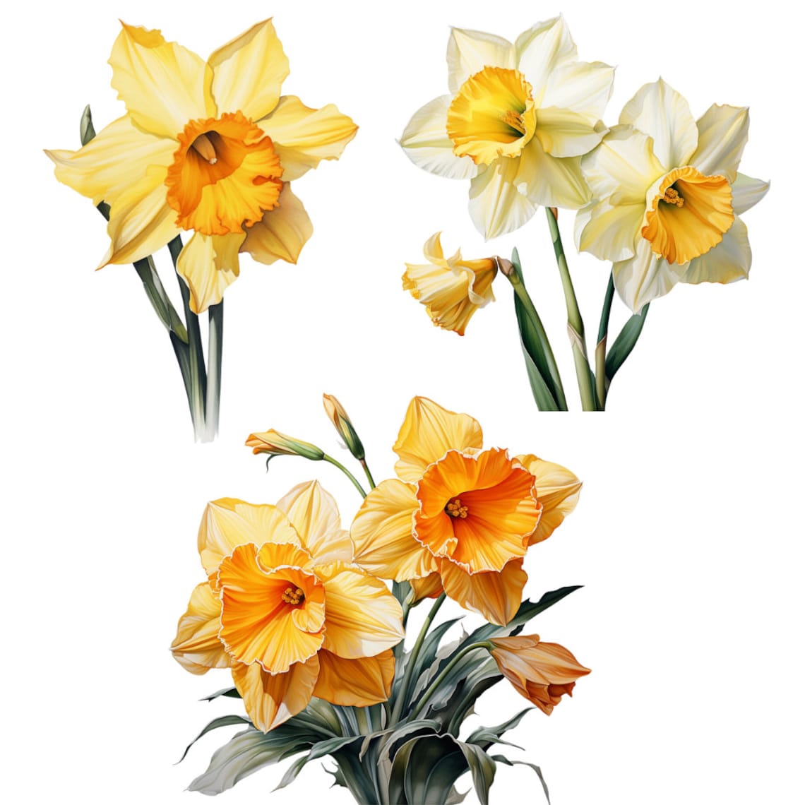 Vibrant Watercolor Daffodils Clipart Bundle 21 Pngs Perfect for Spring ...