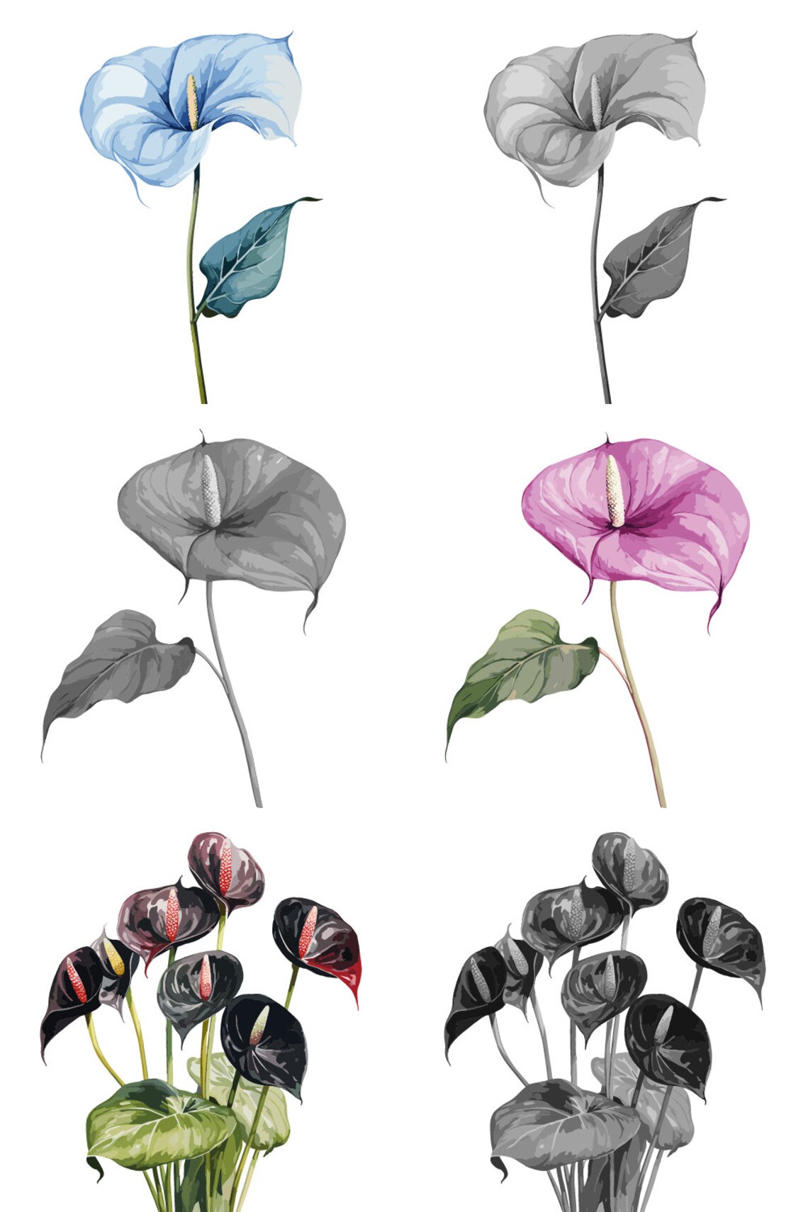 Anthurium Clipart Set Exotic Floral SVG Pack for Crafts and Design ...
