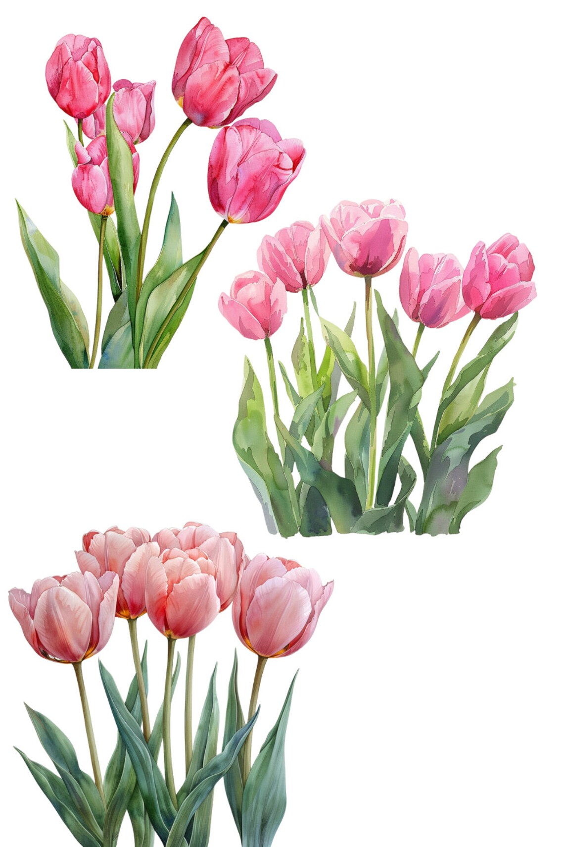 Watercolor Pink Tulips Clipart Pack 20 Pngs Beautiful Summer & Spring ...