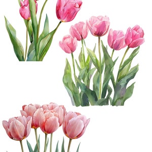 Watercolor Pink Tulips Clipart Pack - 20 Pngs - Beautiful Summer ...