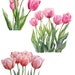 Watercolor Pink Tulips Clipart Pack 20 Pngs Beautiful Summer & Spring ...