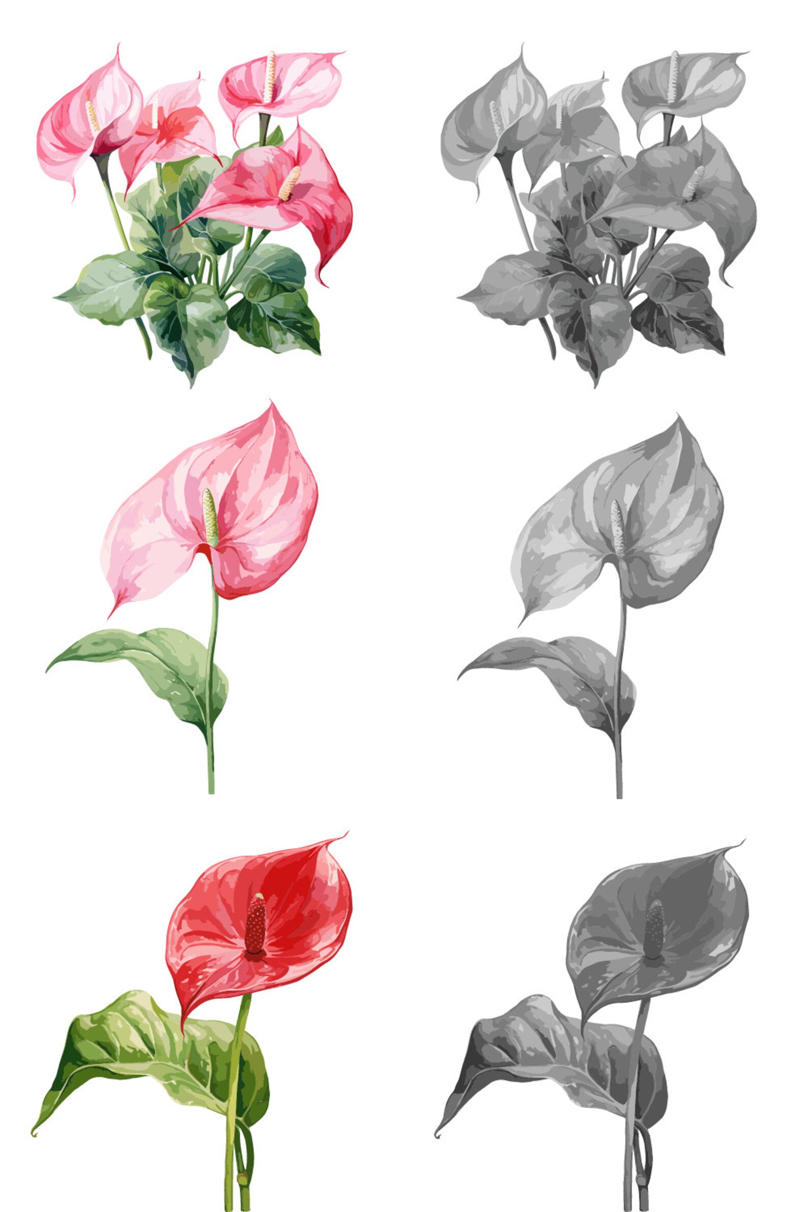 Anthurium Clipart Set - Exotic Floral SVG Pack for Crafts and Design ...