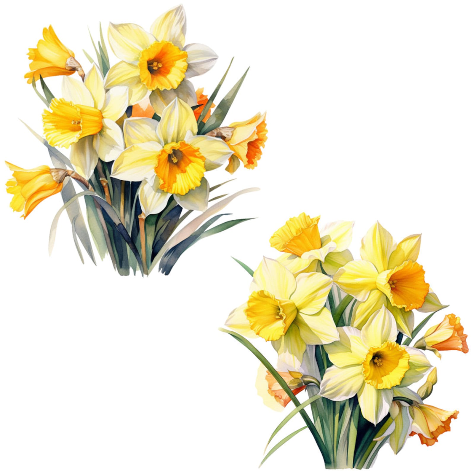 Vibrant Watercolor Daffodils Clipart Bundle - 21 Pngs - Perfect for ...