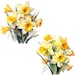 Vibrant Watercolor Daffodils Clipart Bundle 21 Pngs Perfect for Spring ...