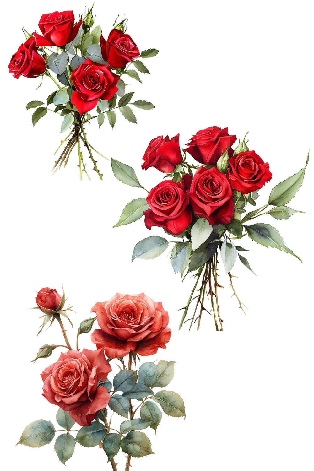 Watercolor Red Roses Clipart Pack - 20 Pngs With Transparent ...