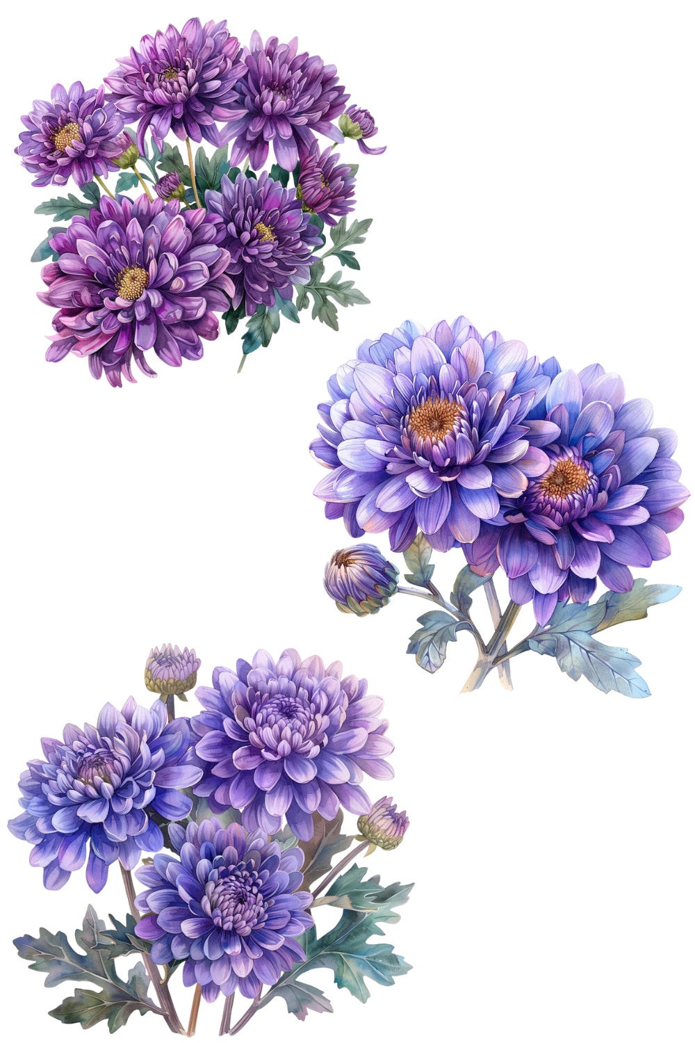Watercolor Purple Chrysanthemum Clipart Pack 20 Pngs With Transparent ...