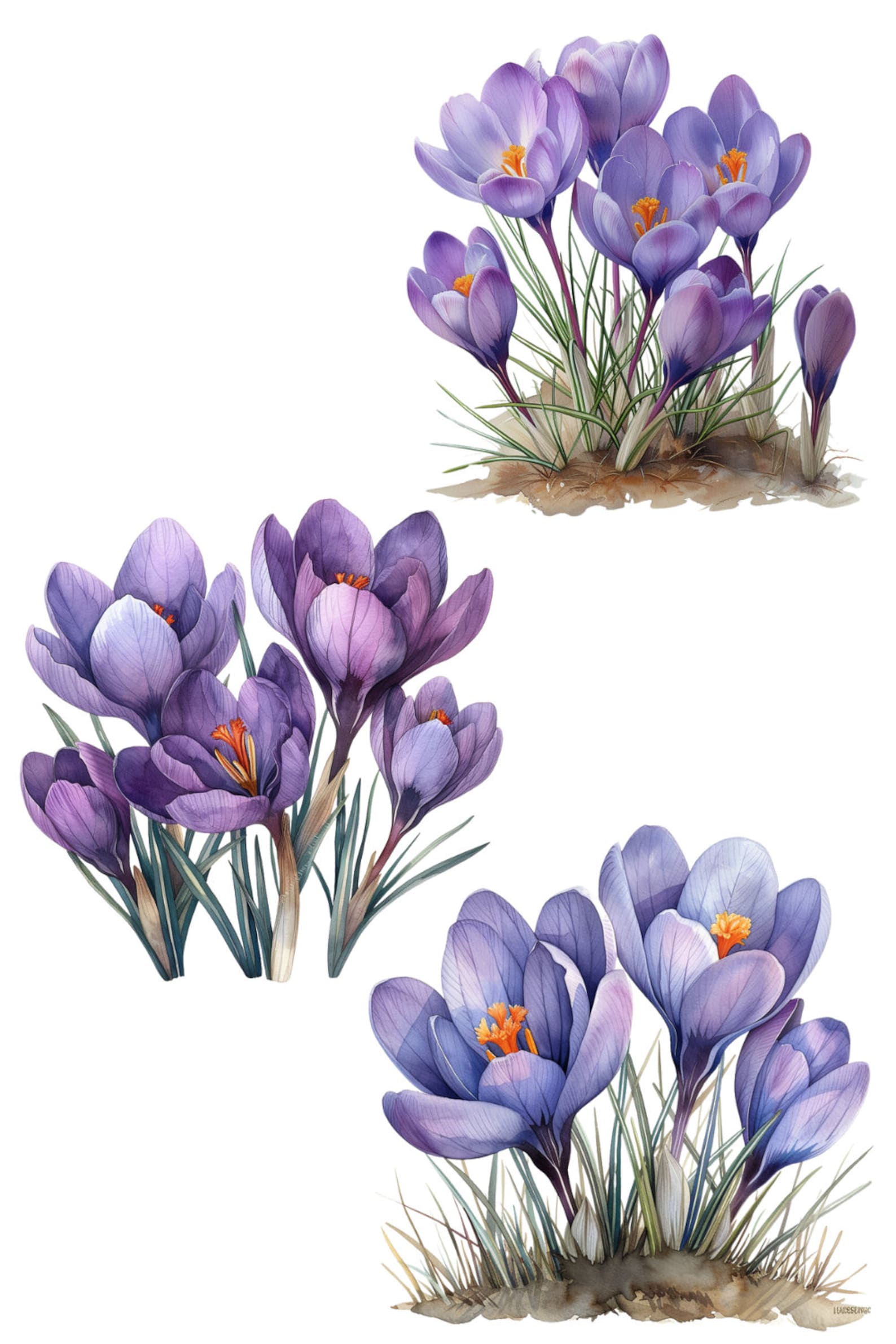 Watercolor Crocus Clipart Pack 20 Pngs With Transparent Backgrounds ...