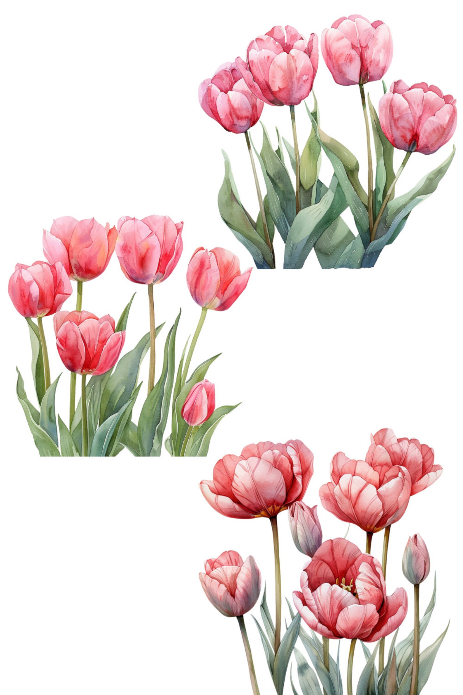 Watercolor Pink Tulips Clipart Pack - 20 Pngs - Beautiful Summer ...