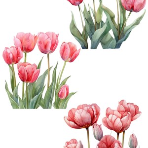 Watercolor Pink Tulips Clipart Pack - 20 Pngs - Beautiful Summer ...