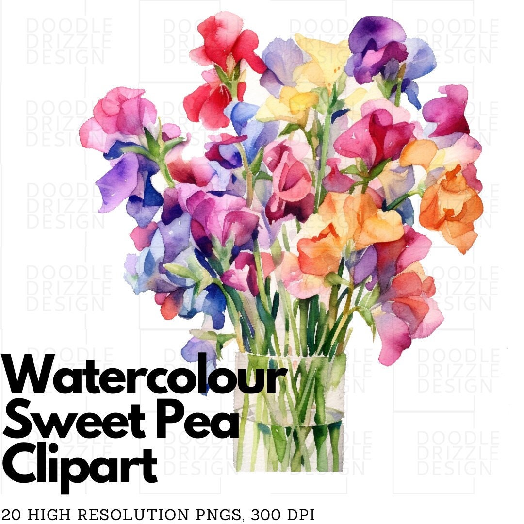 Watercolor Floral Sweet Pea Clipart, Summer Flowers Spring Floral ...