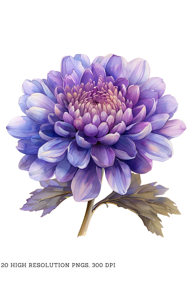 Watercolor Purple Chrysanthemum Clipart Pack - 20 Pngs With Transparent ...