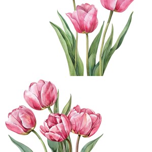 Watercolor Pink Tulips Clipart Pack - 20 Pngs - Beautiful Summer ...