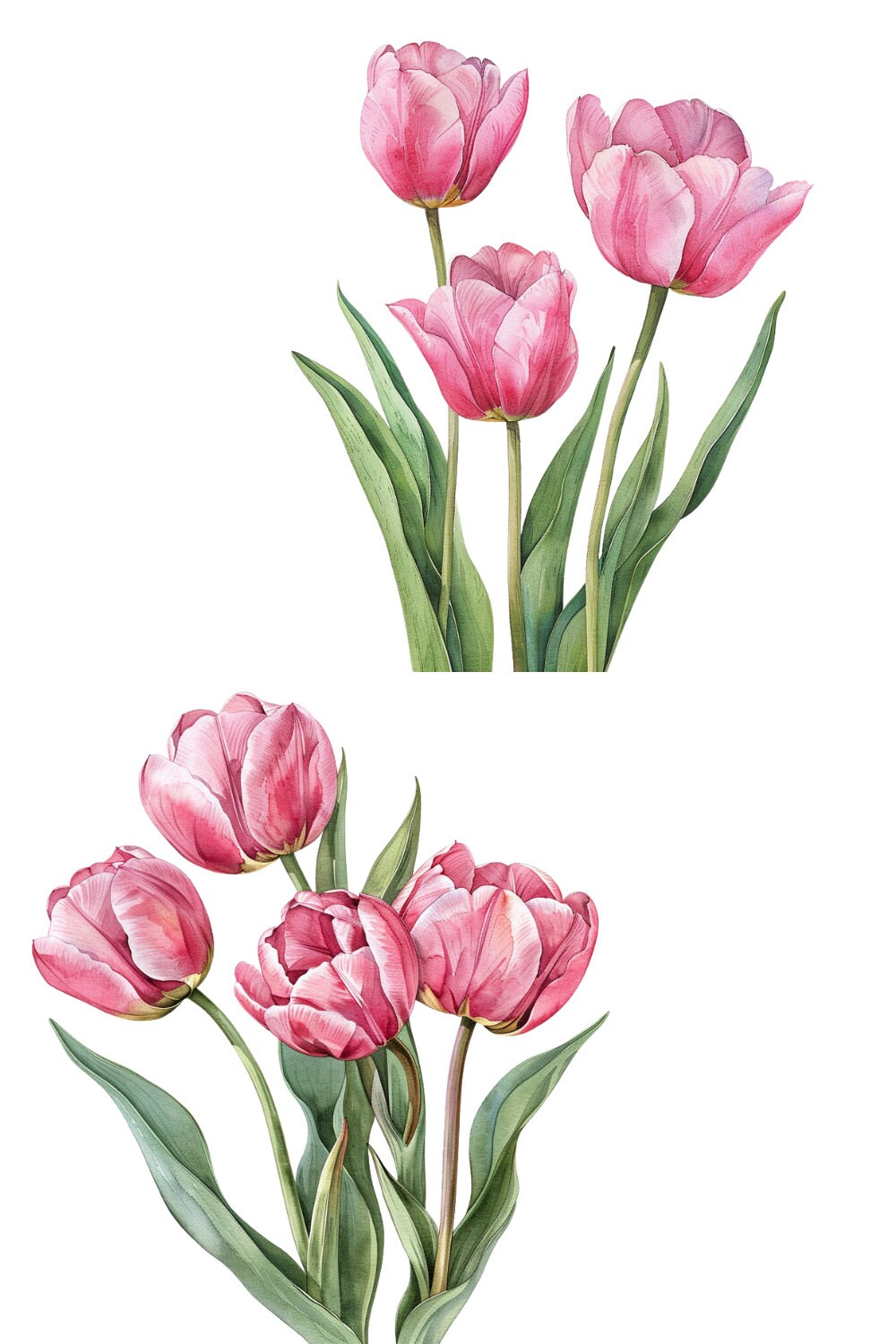 Watercolor Pink Tulips Clipart Pack - 20 Pngs - Beautiful Summer ...