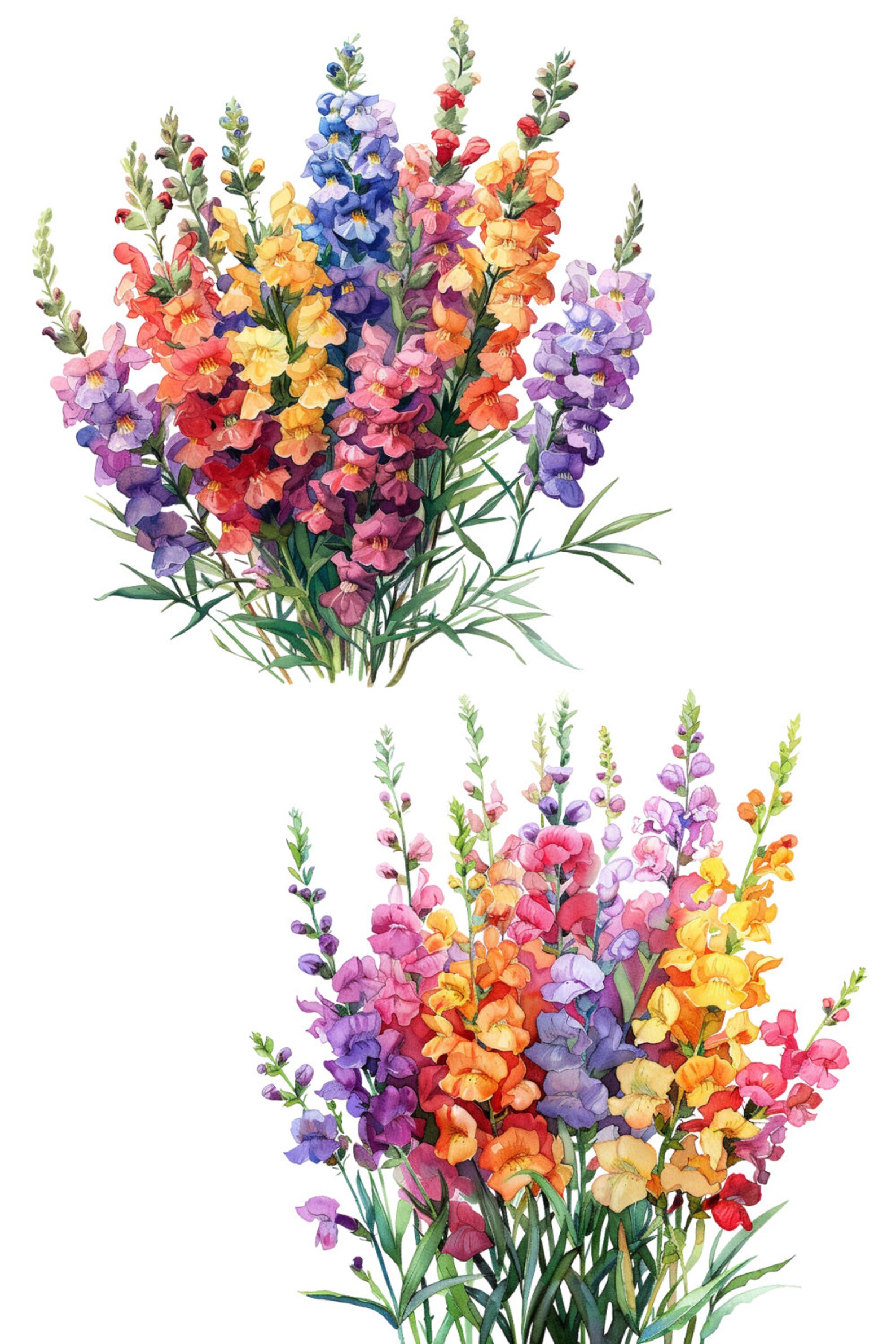 Watercolor Multicolor Snapdragon Clipart Pack - 20 Pngs, Commercial Use ...