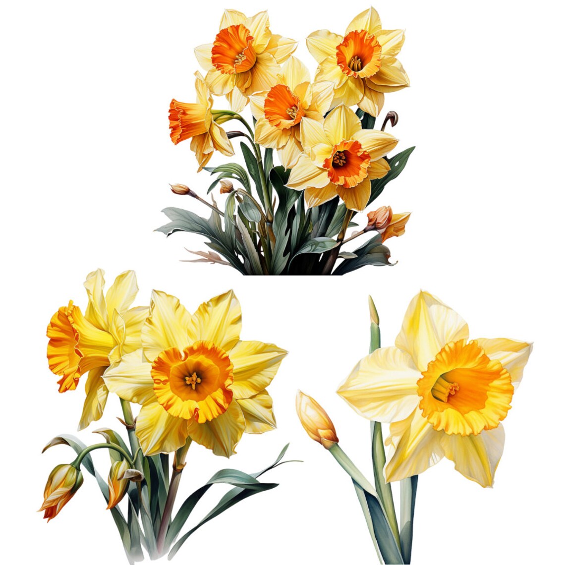 Vibrant Watercolor Daffodils Clipart Bundle 21 Pngs Perfect for Spring ...