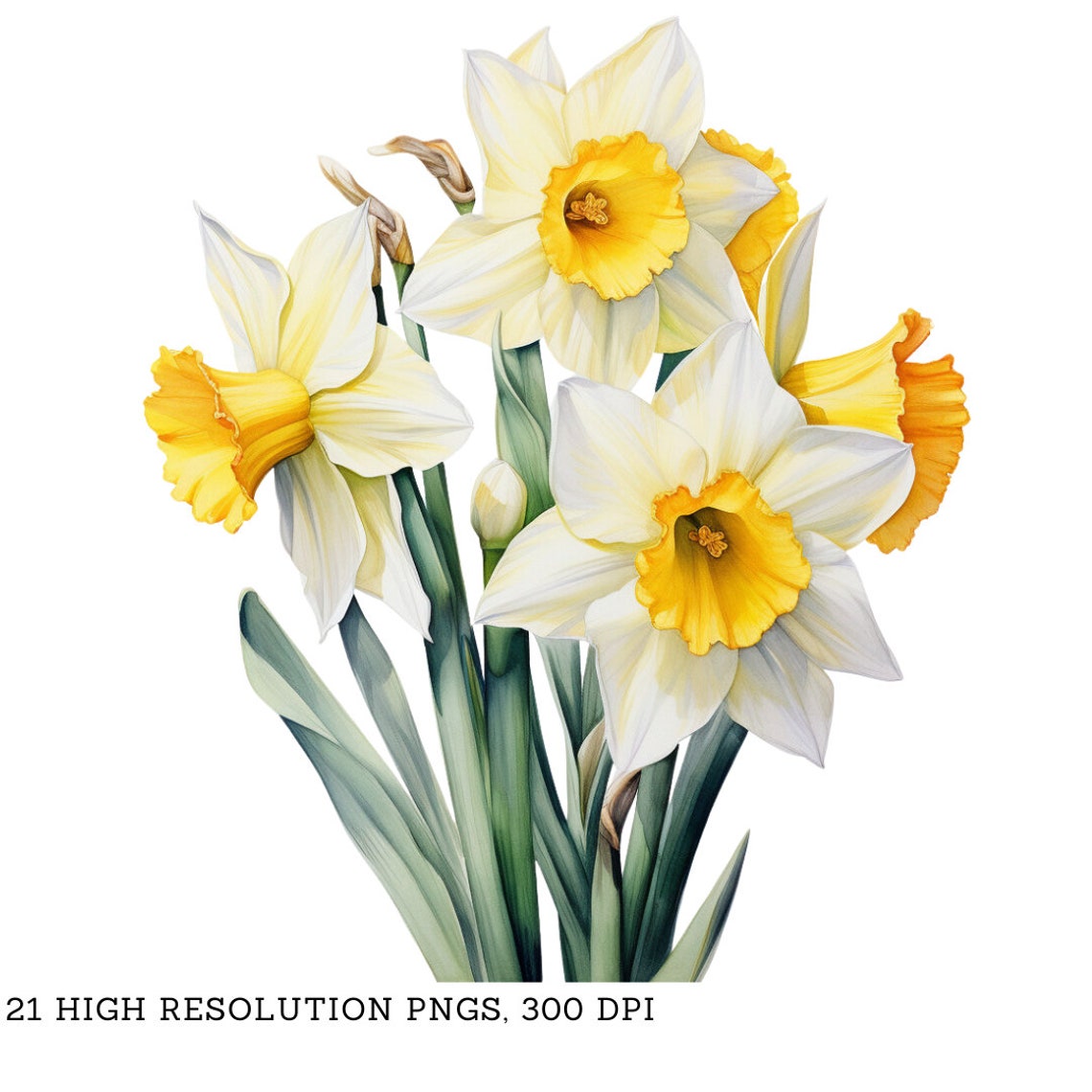 Vibrant Watercolor Daffodils Clipart Bundle 21 Pngs Perfect for Spring ...