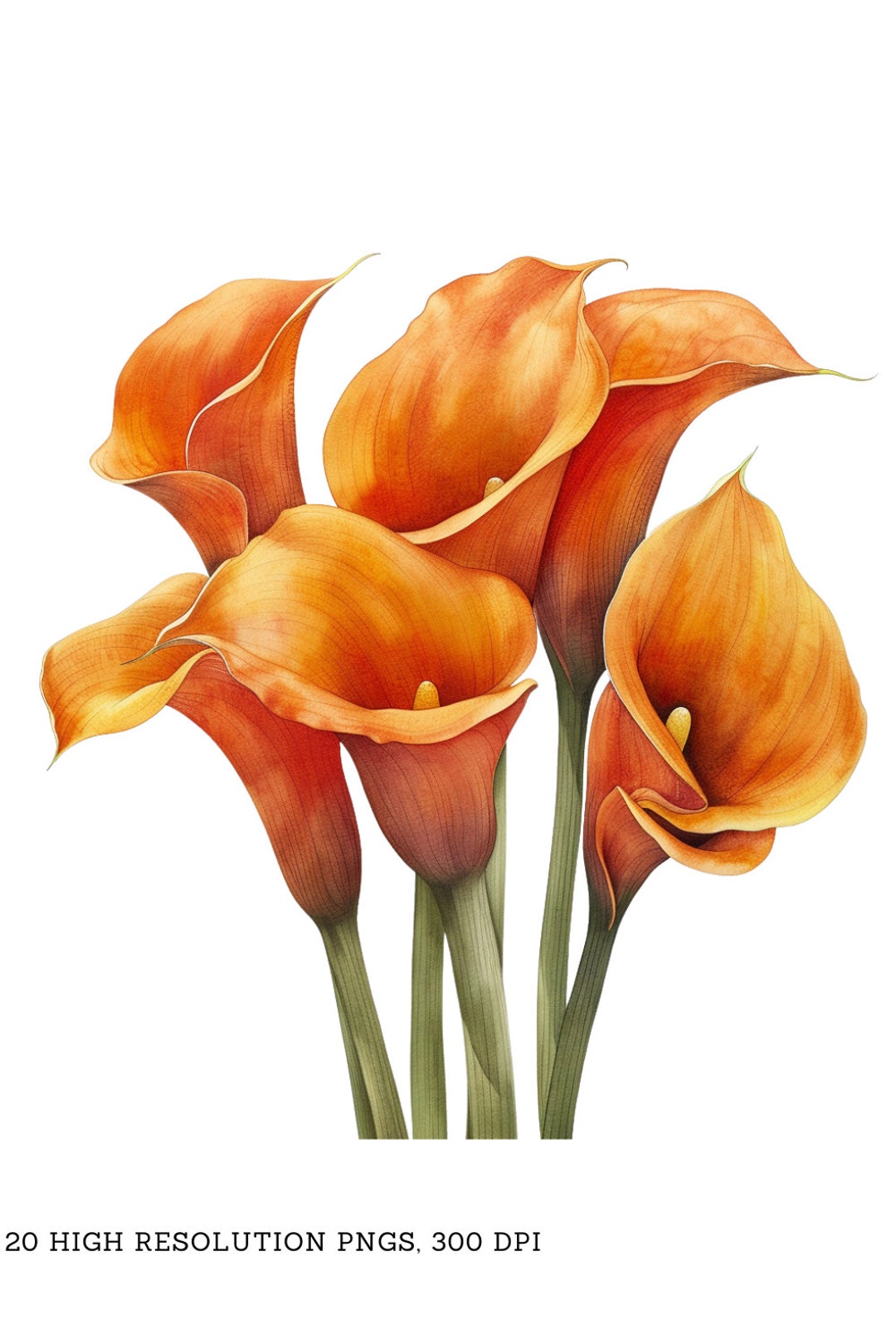 Watercolor Orange Calla Lily Clipart Pack - 20 Pngs, Commercial Use ...