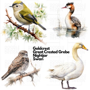 Watercolor Christmas Birds Clipart Bundle - Robin, Partridge, Dove - 56 ...