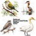 Watercolor Christmas Birds Clipart Bundle - Robin, Partridge, Dove - 56 ...