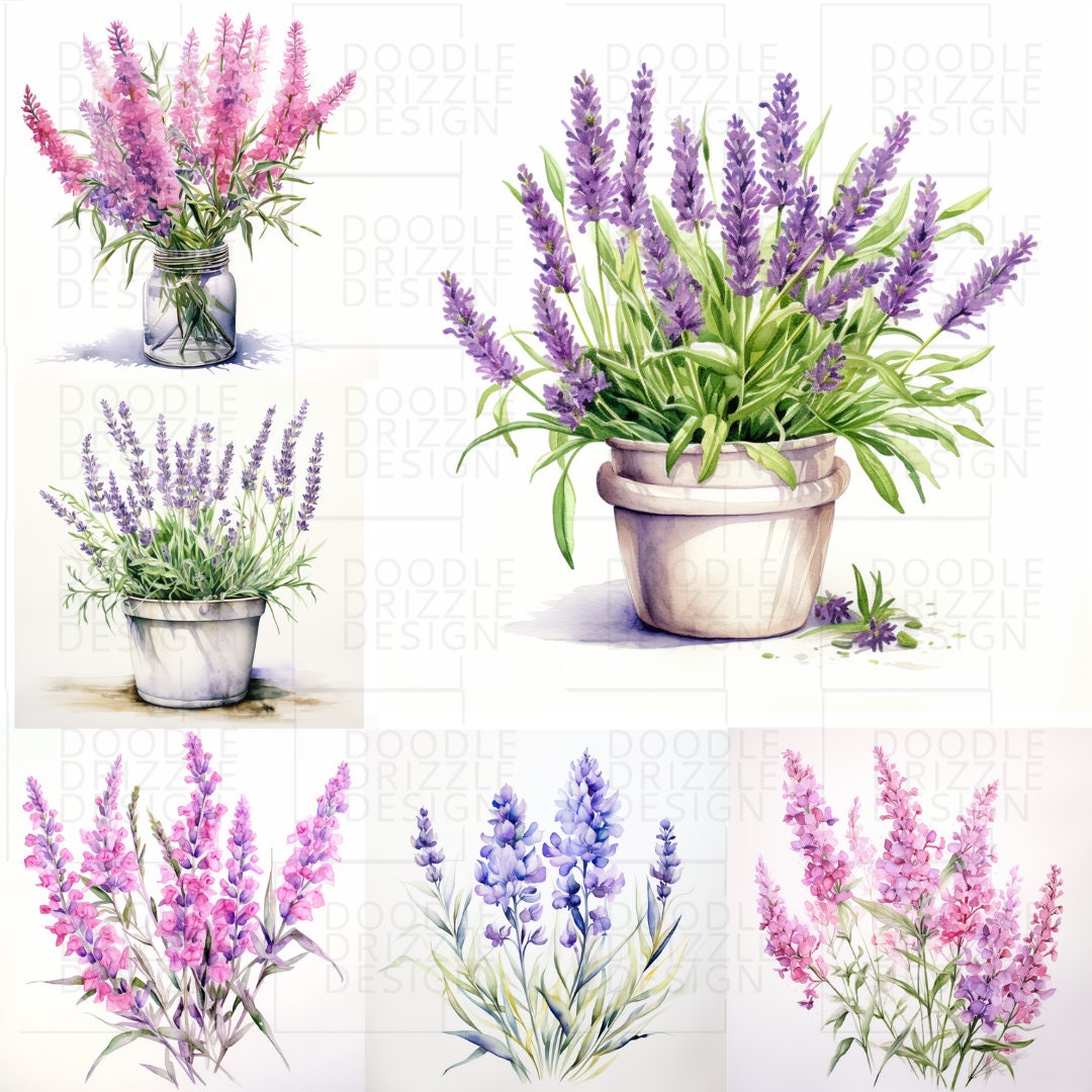 Watercolor Floral Lavender Clipart, Summer Flowers Lavender Bouquets ...