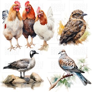 Watercolor Christmas Birds Clipart Bundle - Robin, Partridge, Dove - 56 ...