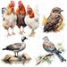 Watercolor Christmas Birds Clipart Bundle - Robin, Partridge, Dove - 56 ...