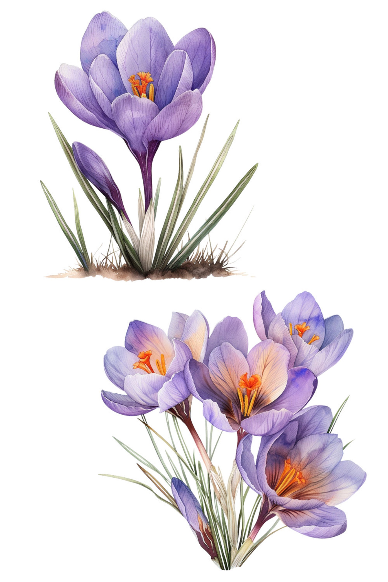 Watercolor Crocus Clipart Pack - 20 Pngs With Transparent Backgrounds ...