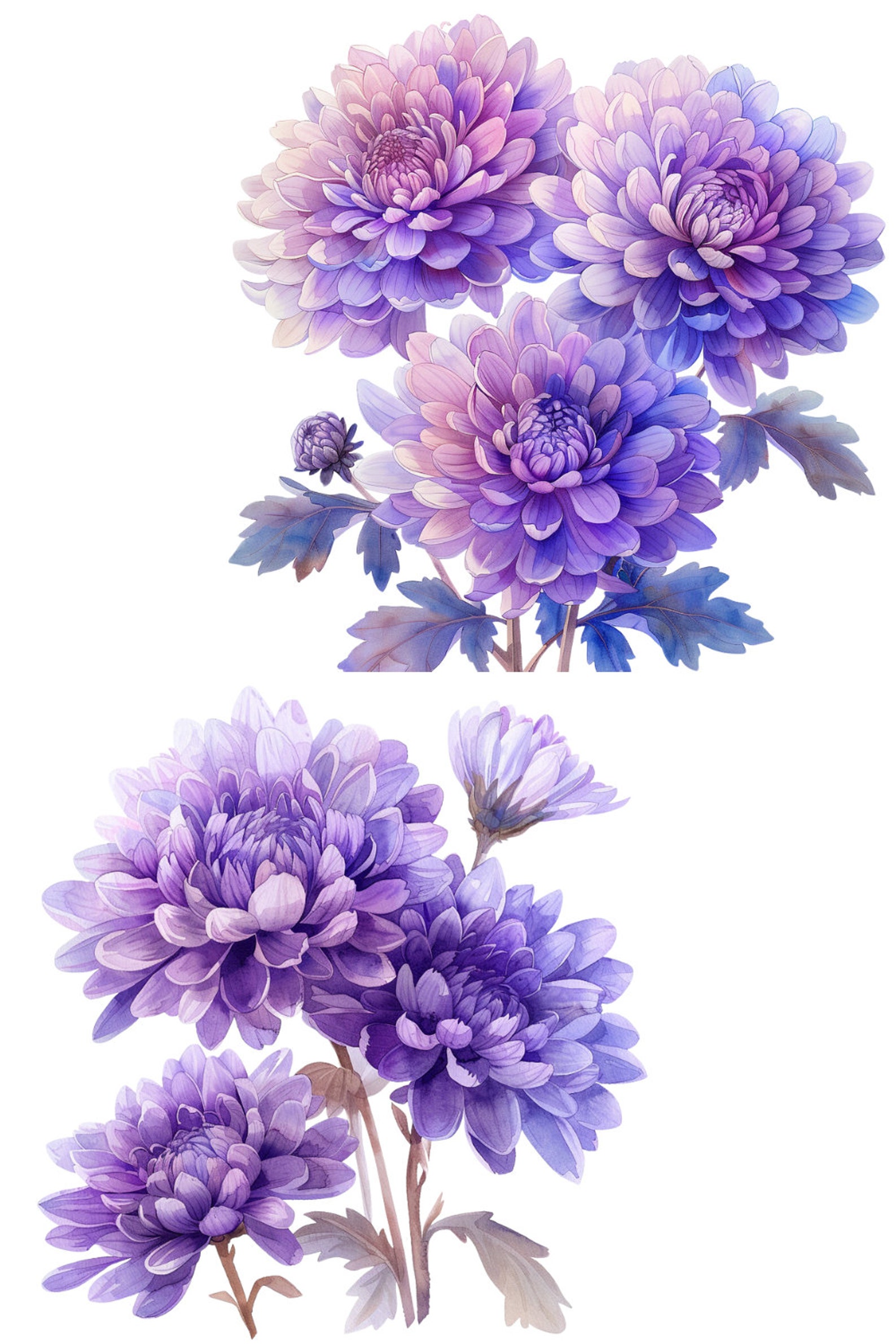 Watercolor Purple Chrysanthemum Clipart Pack 20 Pngs With Transparent ...