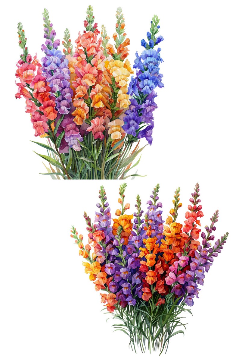 Watercolor Multicolor Snapdragon Clipart Pack - 20 Pngs, Commercial Use ...