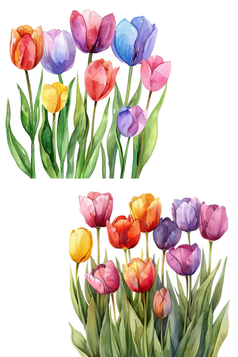 Watercolor Multicolor Tulips Clipart Pack - 20 Pngs - Beautiful Summer ...