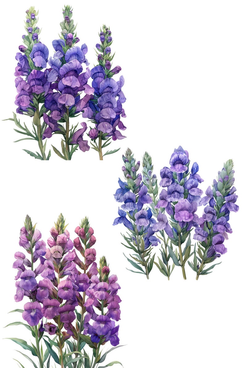 Watercolor Purple Snapdragon Clipart Pack - 20 Pngs, Commercial Use ...