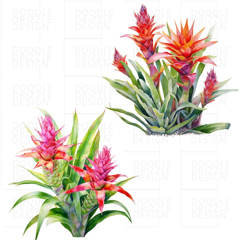 Watercolor Floral Bromeliads Clipart, Tropical Bromeliad Flowers, PNG ...